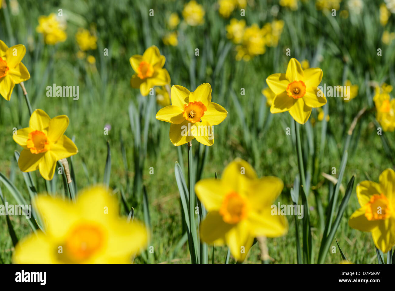 Small and large daffodils hi-res stock photography and images - Alamy