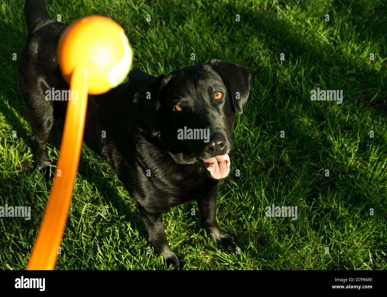 Happy labrador retriever hi-res stock photography and images - Alamy