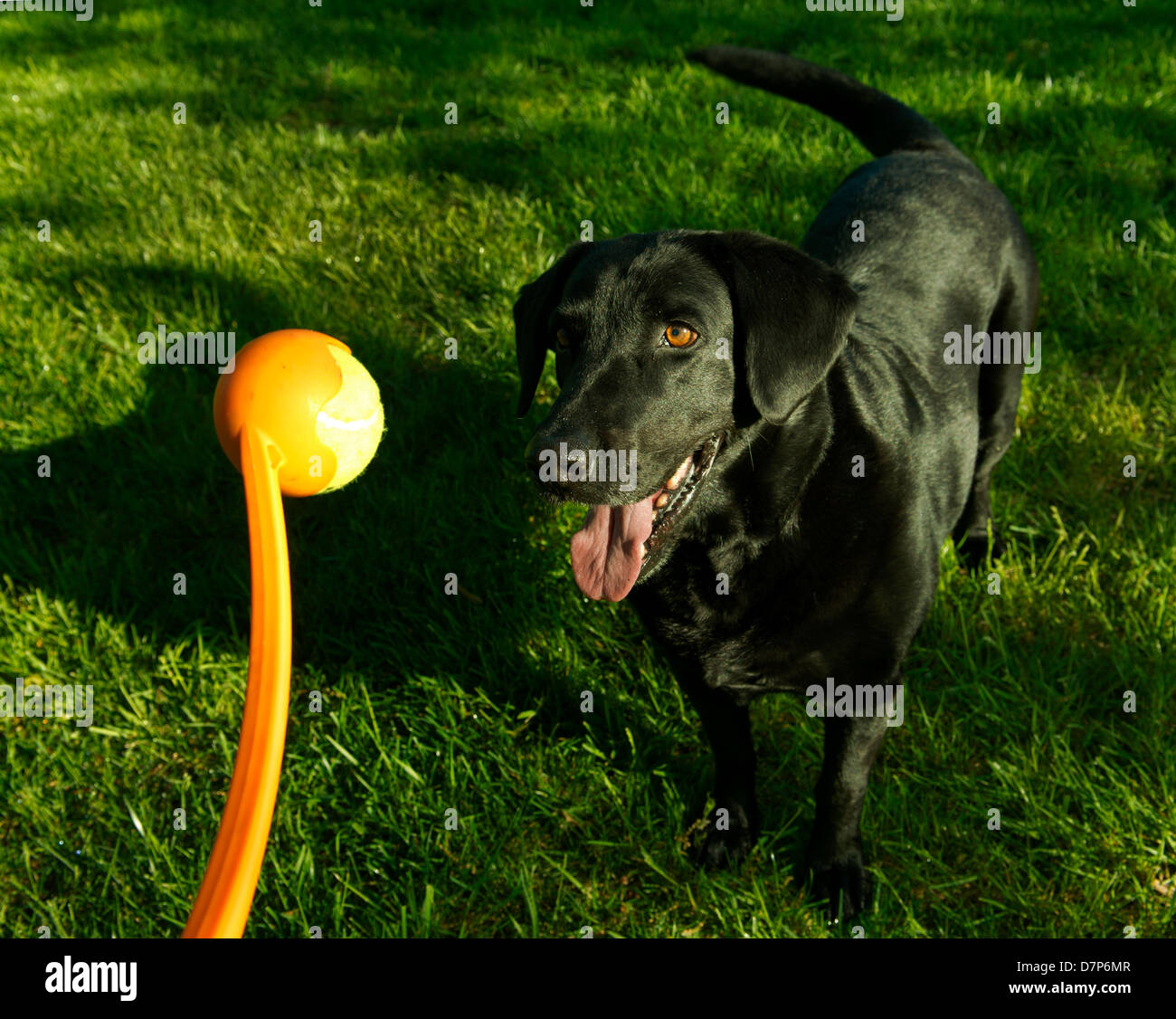 Black labrador retriever playing hi-res stock photography and images ...