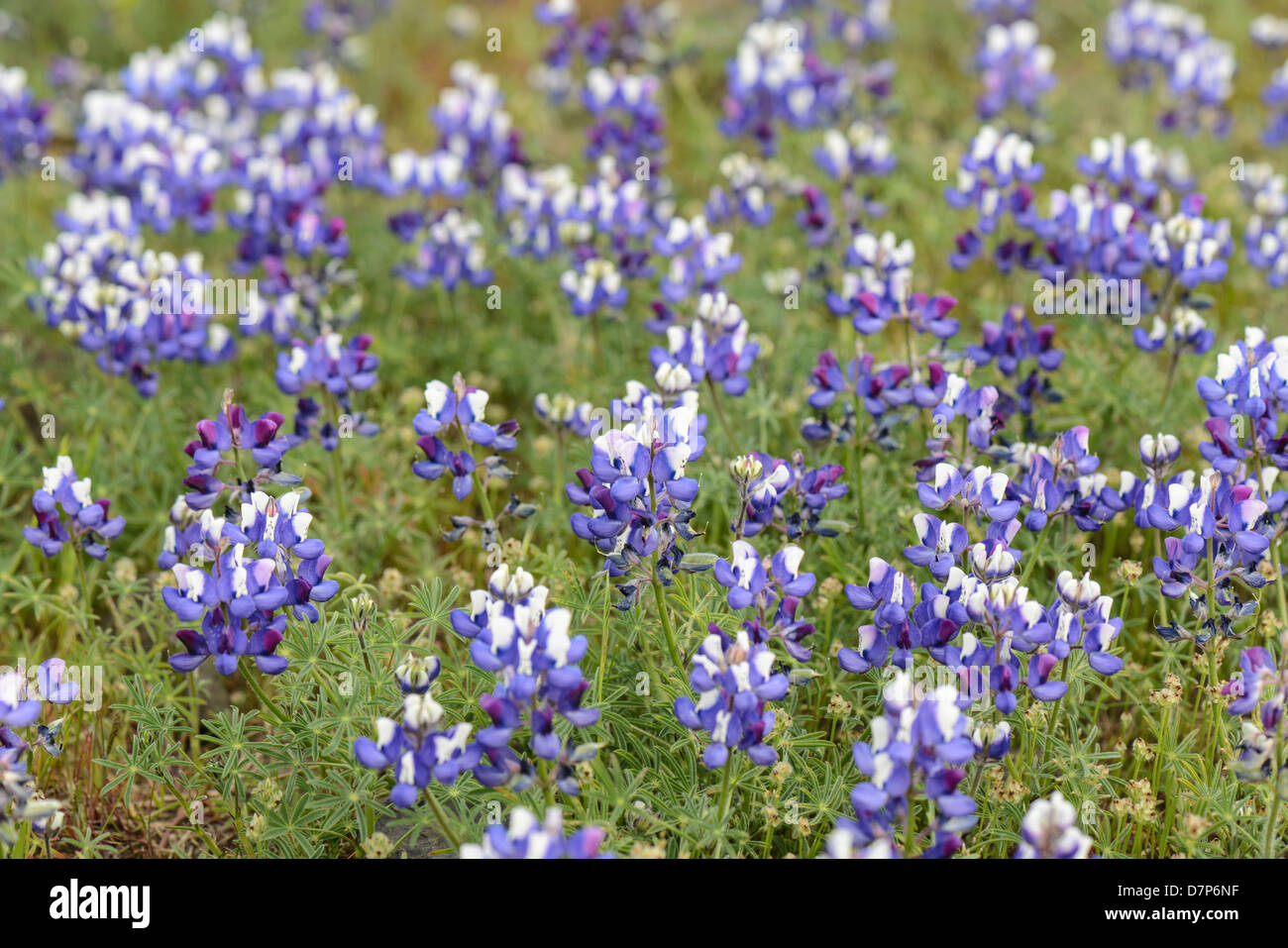 Texas bluebonnet hi-res stock photography and images - Alamy