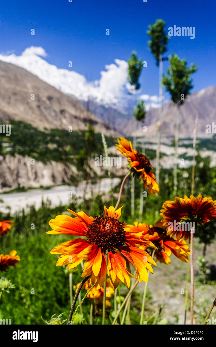 Flowers of pakistan hi-res stock photography and images - Alamy