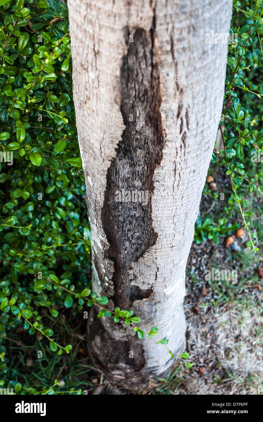 Crack detail of alive hollow tree trunk Stock Photo - Alamy