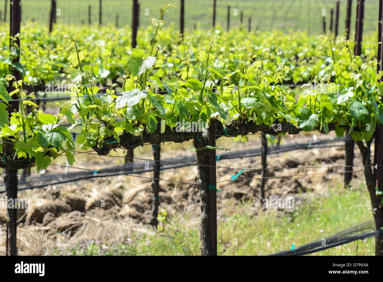 Vineyard in Spring Stock Photo - Alamy