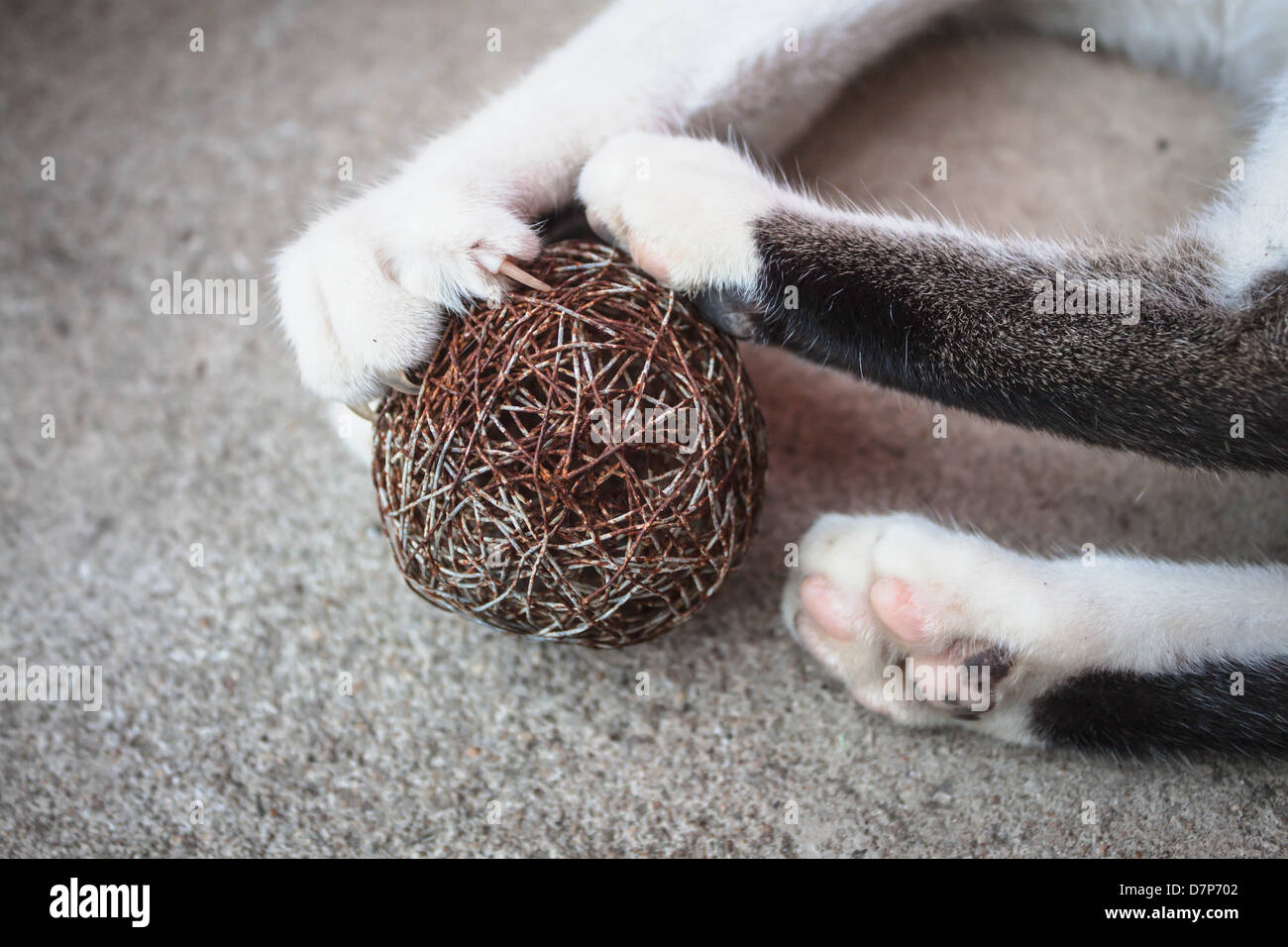 Cat paw with claws out play toy Stock Photo - Alamy