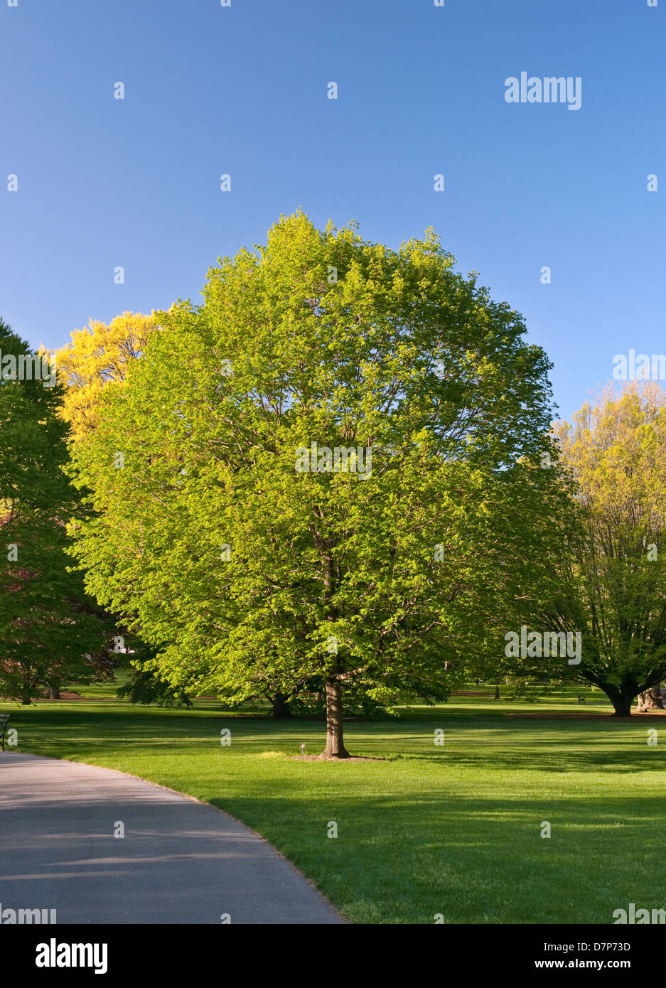 Sugar Maple Tree - Acer saccharum "Legacy Stock Photo - Alamy
