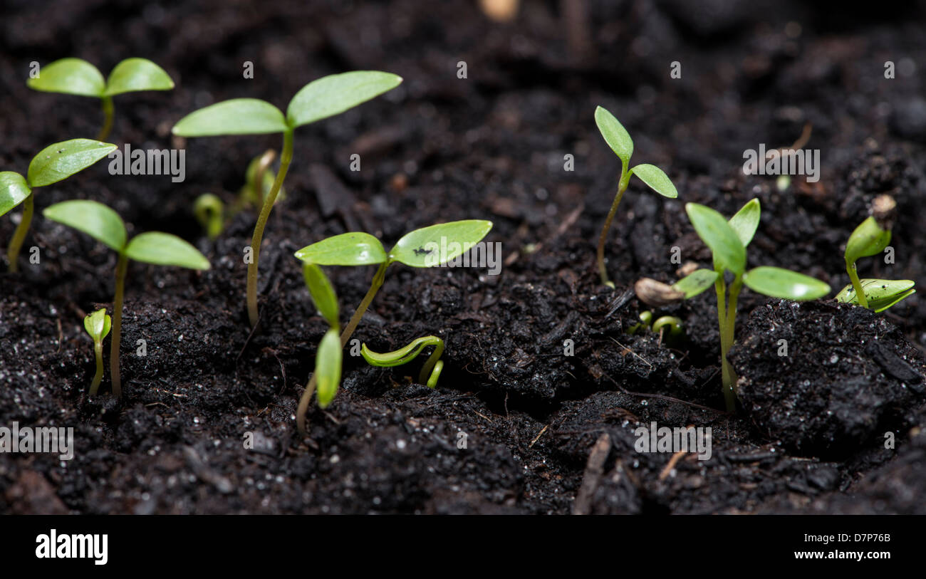 Macro shot young fresh organic hi-res stock photography and images - Alamy