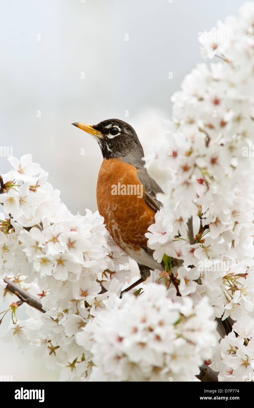 American Robin perching in Cherry Tree Blossoms - vertical bird ...