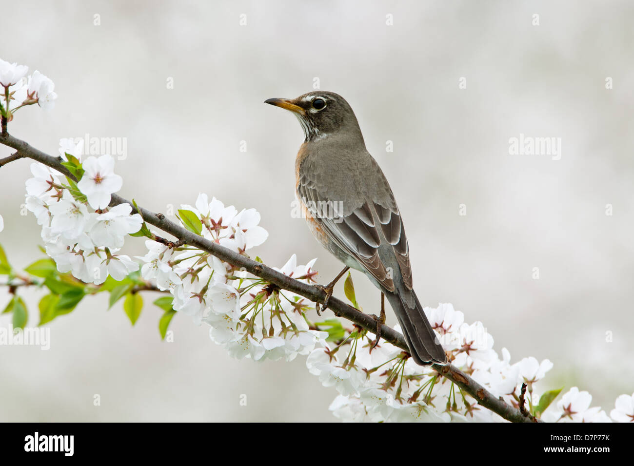 Female robin hi-res stock photography and images - Alamy