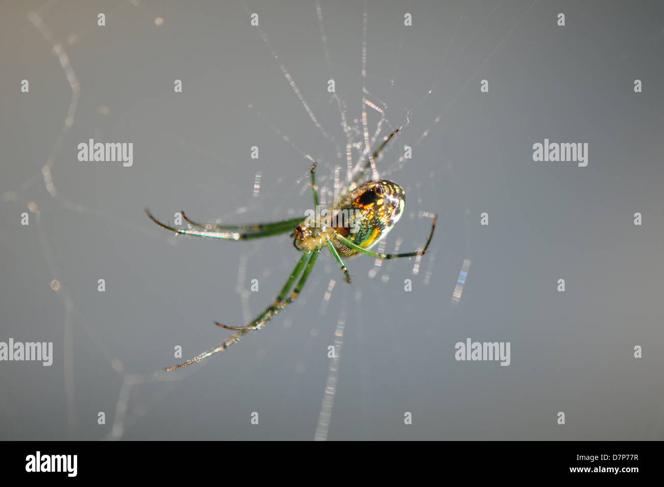 Mable orchard spider sitting underneath it's web waiting for prey Stock ...