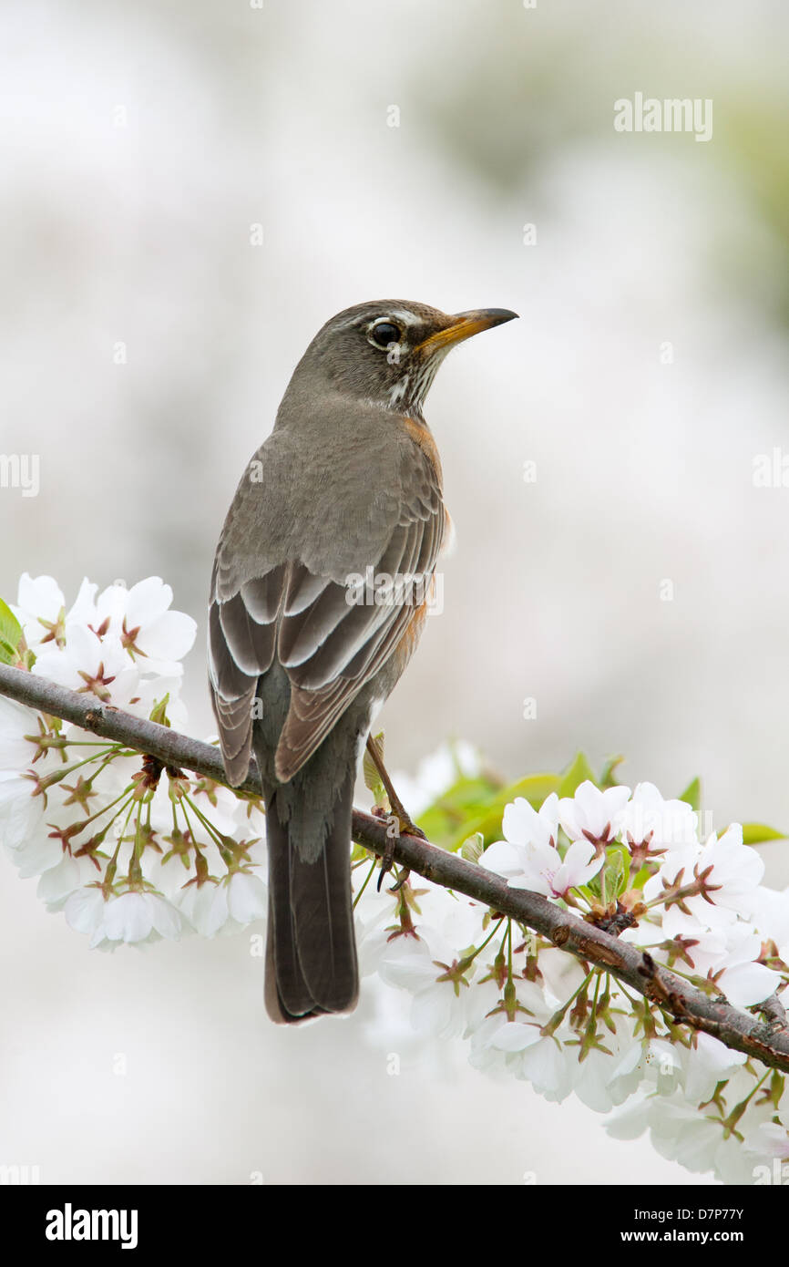 Female robin hi-res stock photography and images - Alamy