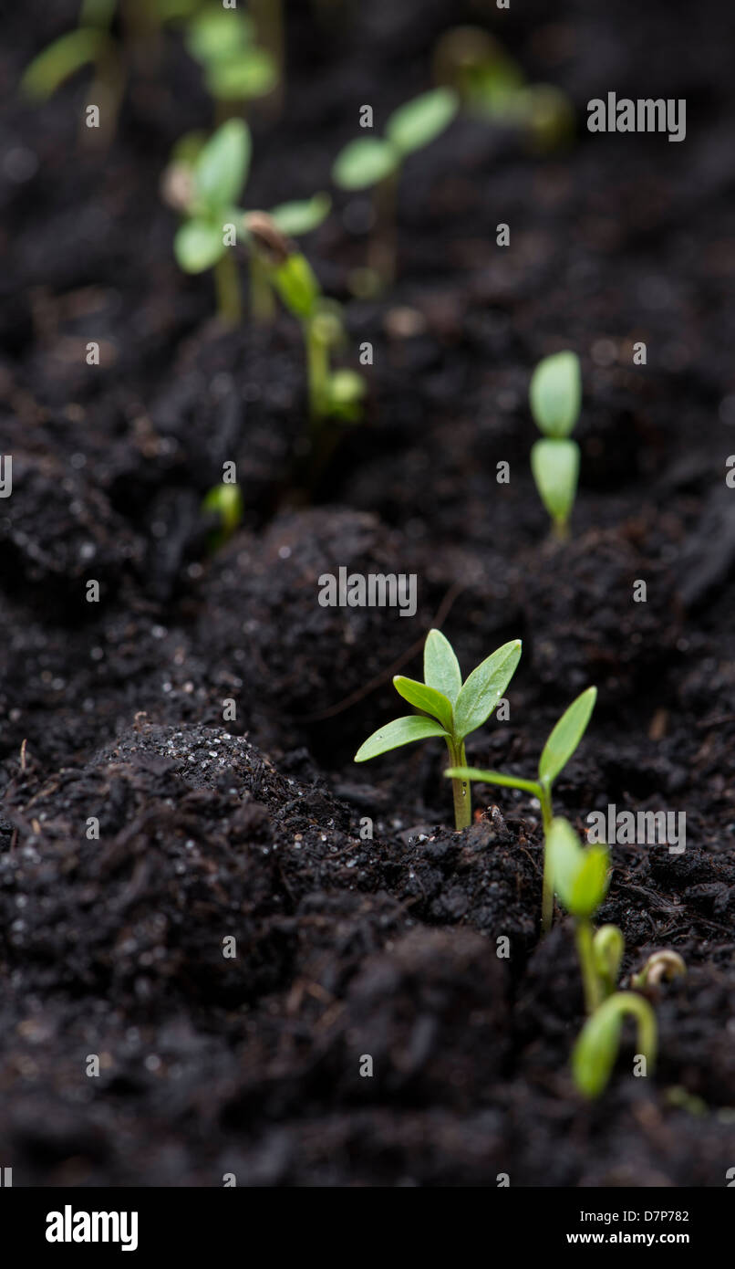 Macro shot young fresh organic hi-res stock photography and images - Alamy