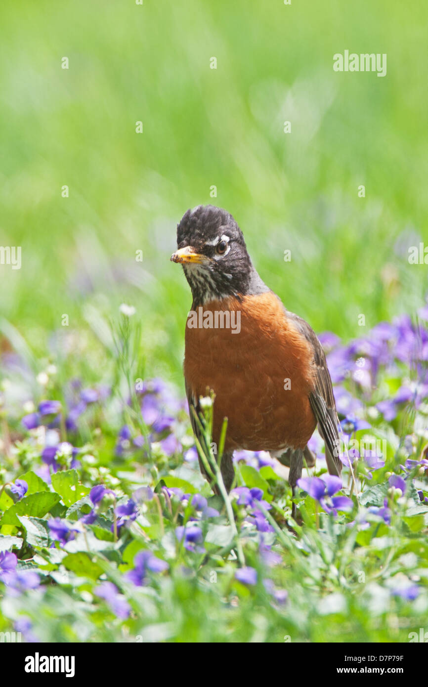 American Robin in Violet Flowers - vertical bird songbird Ornithology ...