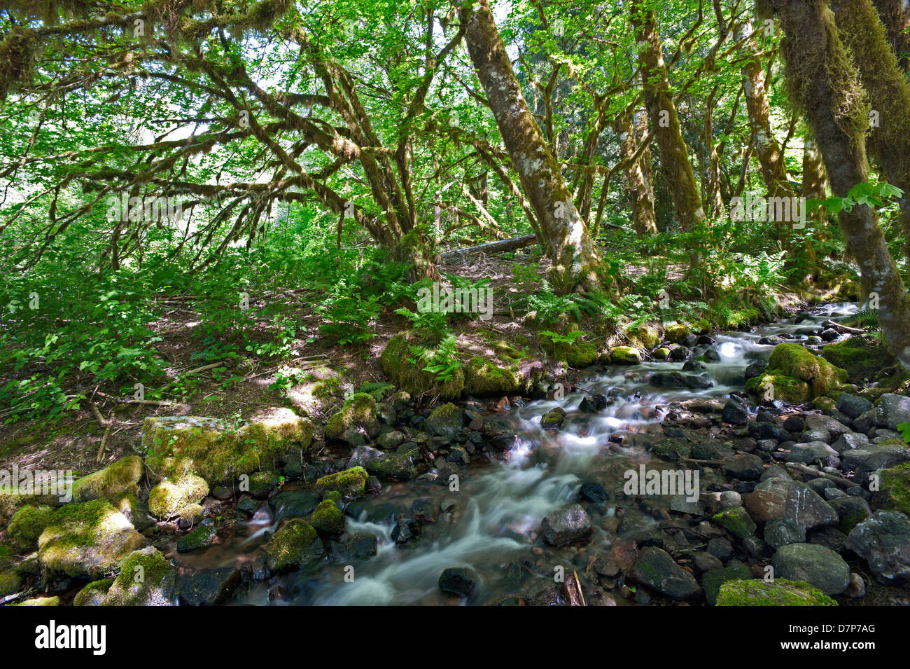 Primeval rain forest with mossed ground, stones and a brook Stock Photo ...