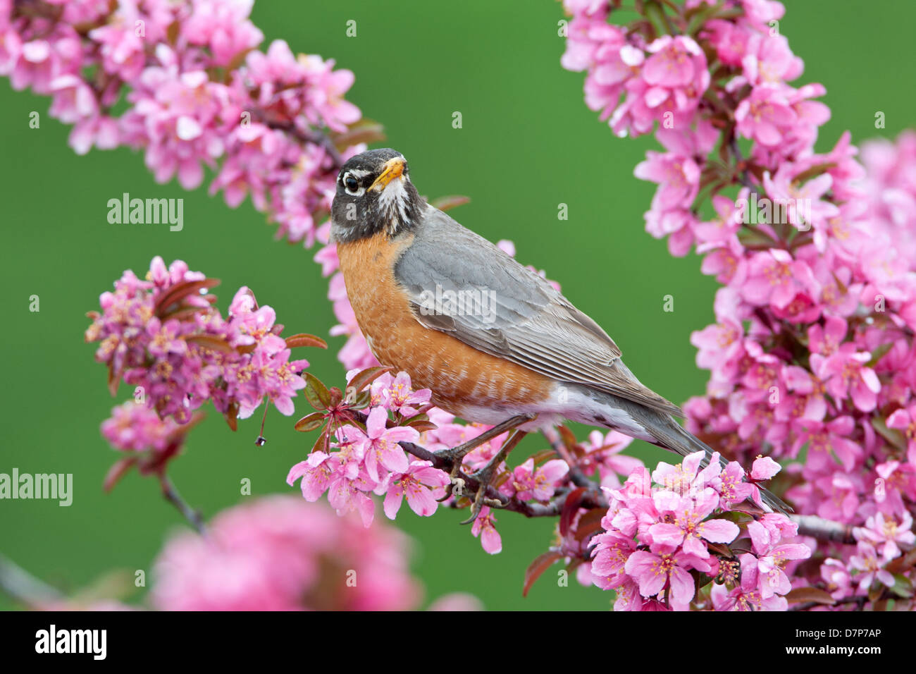 American Robin perching in Crabapple Flowers bird songbird Ornithology ...