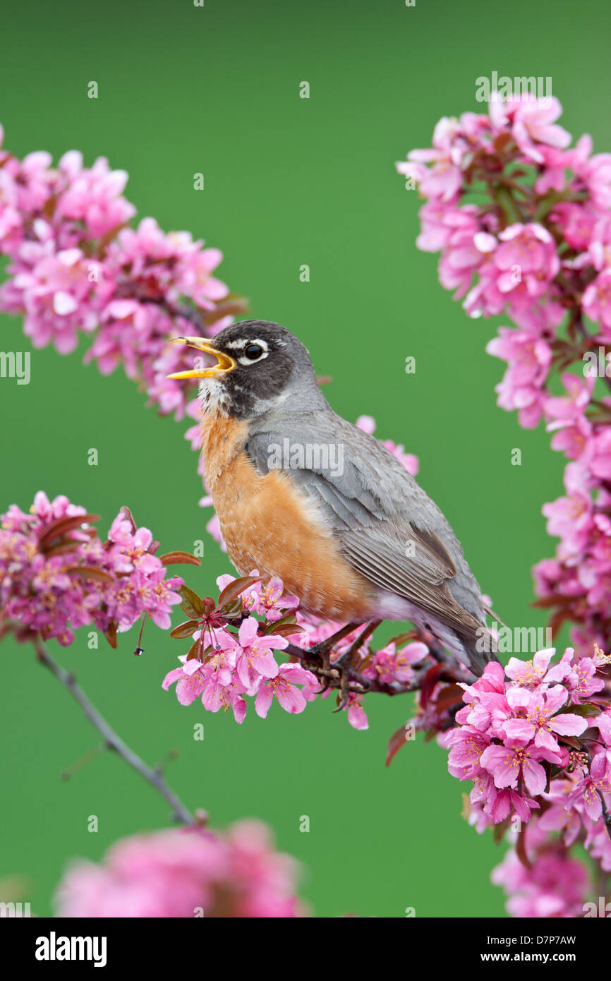 American Robin singing in Crabapple Flowers - vertical bird songbird ...