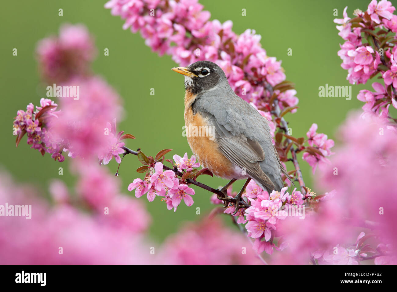 American Robin perching in Crabapple Flowers bird songbird Ornithology ...