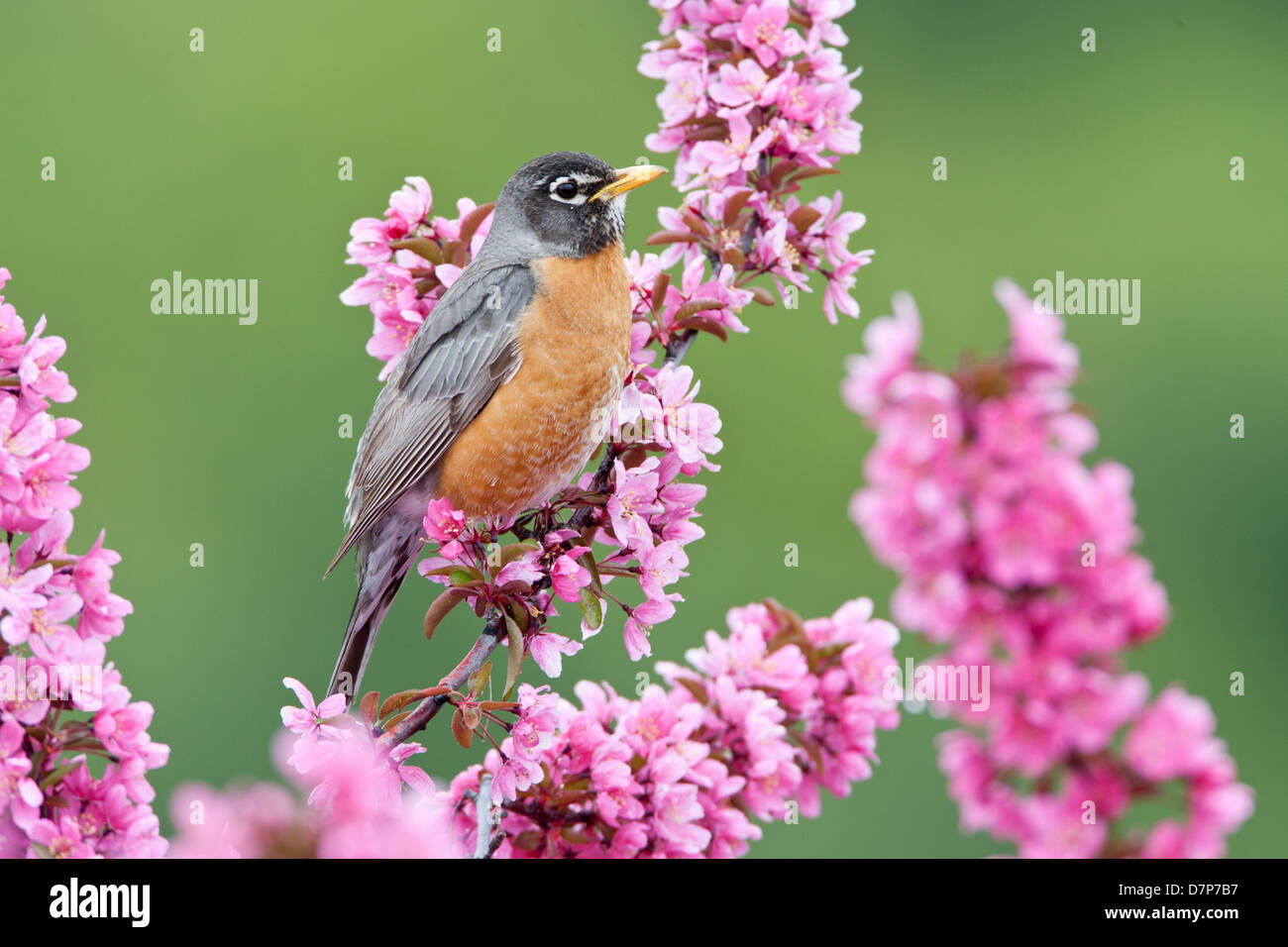American Robin perching in Crabapple Flowers bird songbird Ornithology ...