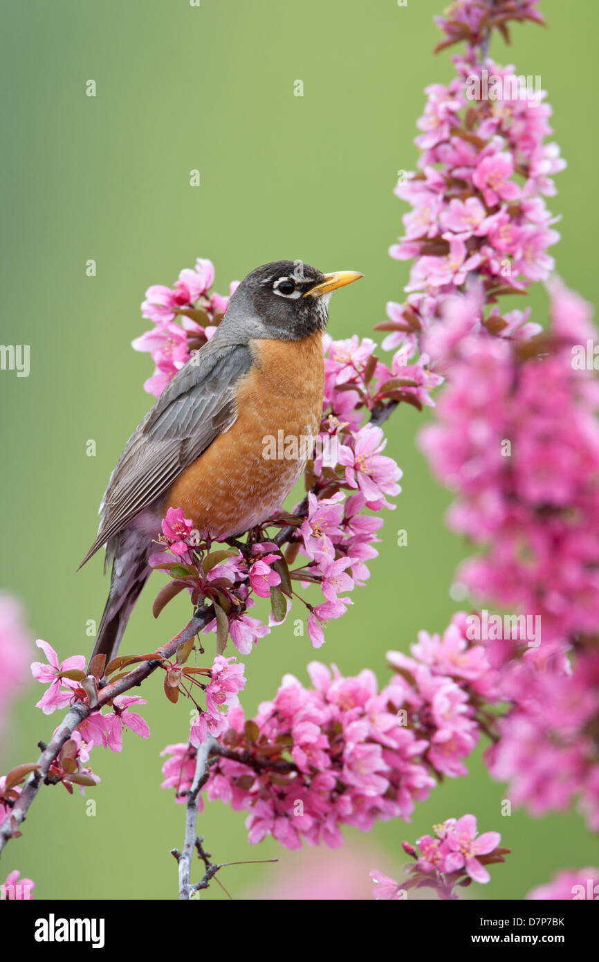 American Robin perching in Crabapple Flowers - vertical bird songbird ...