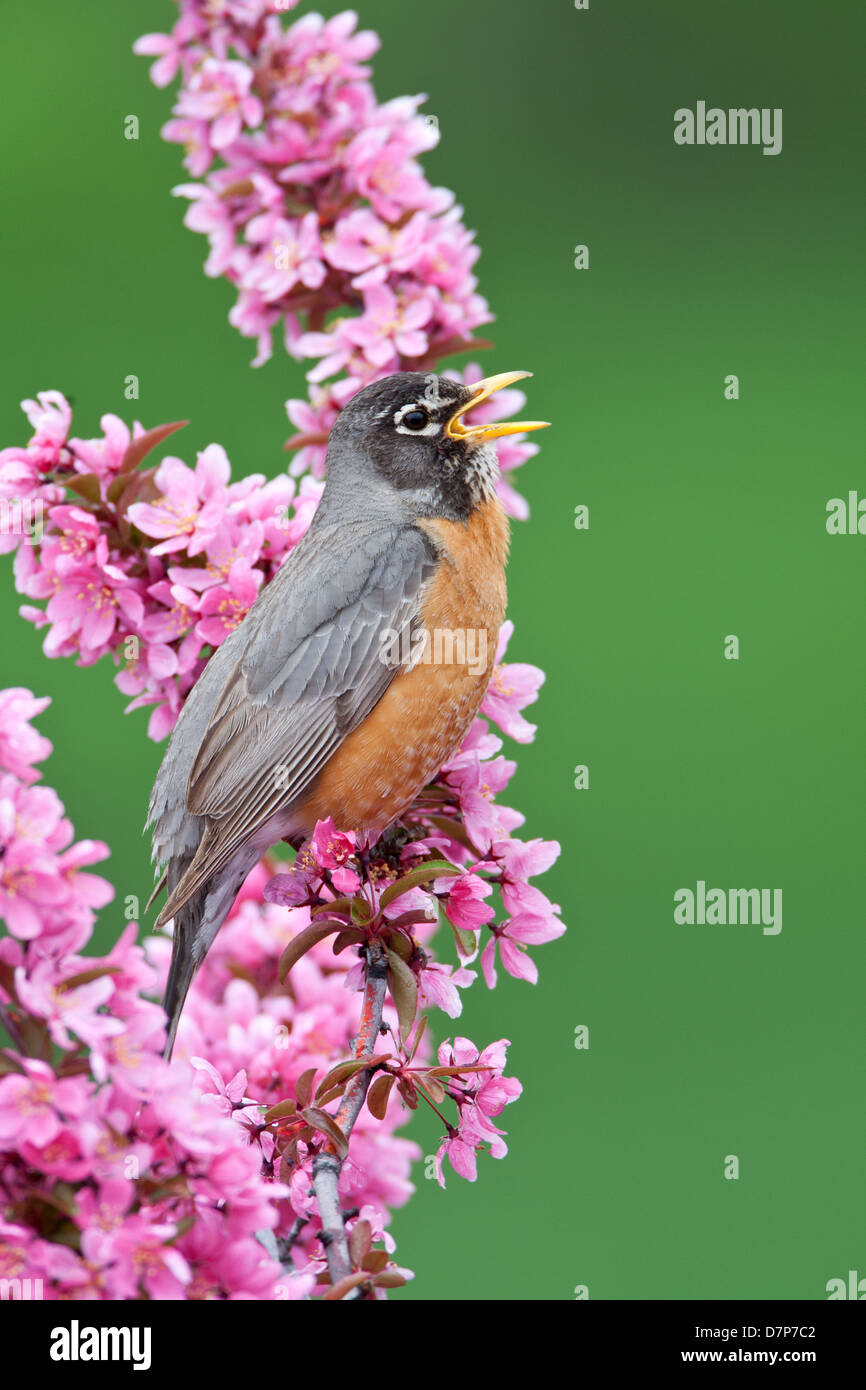 Birding wildlife turdidae vertical hi-res stock photography and images ...