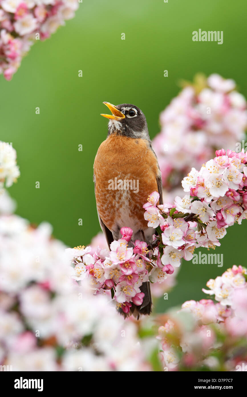 American Robin Singing in Crabapple Tree - vertical bird songbird ...