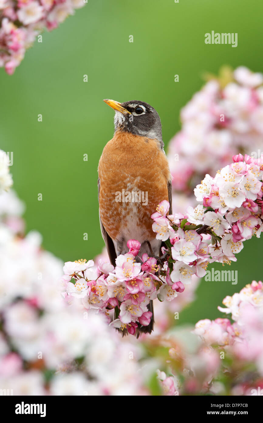 American Robin perching in Crabapple Flowers - vertical bird songbird ...