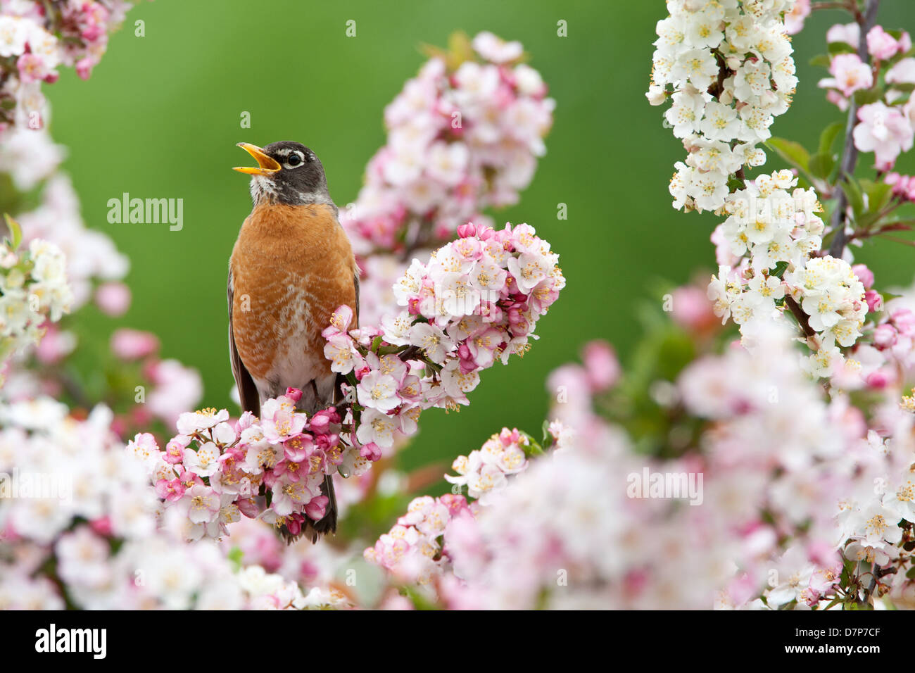 American Robin Singing in Crabapple Tree bird songbird Ornithology ...