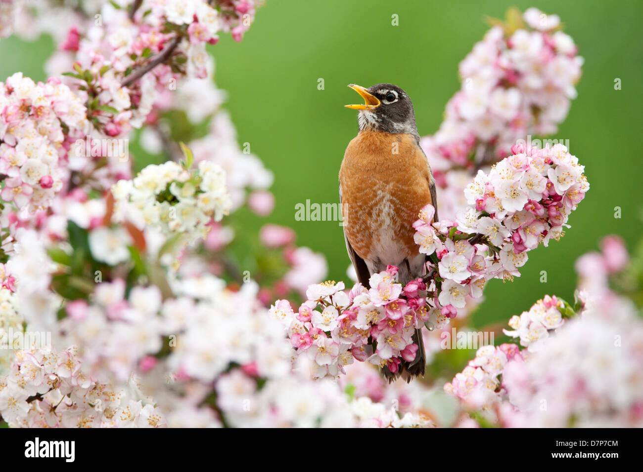 American Robin Singing in Crabapple Tree bird songbird Ornithology ...