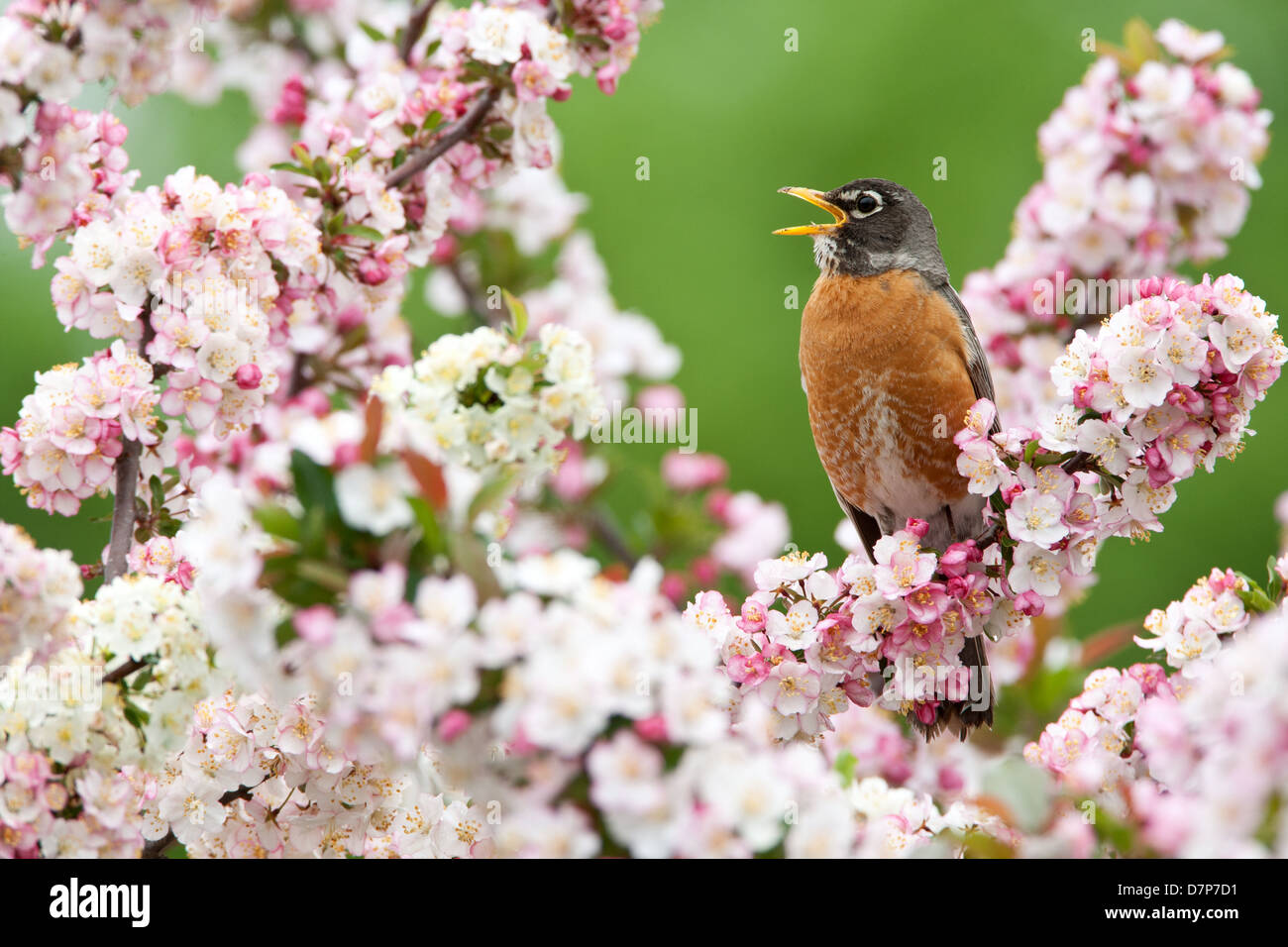 American Robin Singing in Crabapple Tree bird songbird Ornithology ...