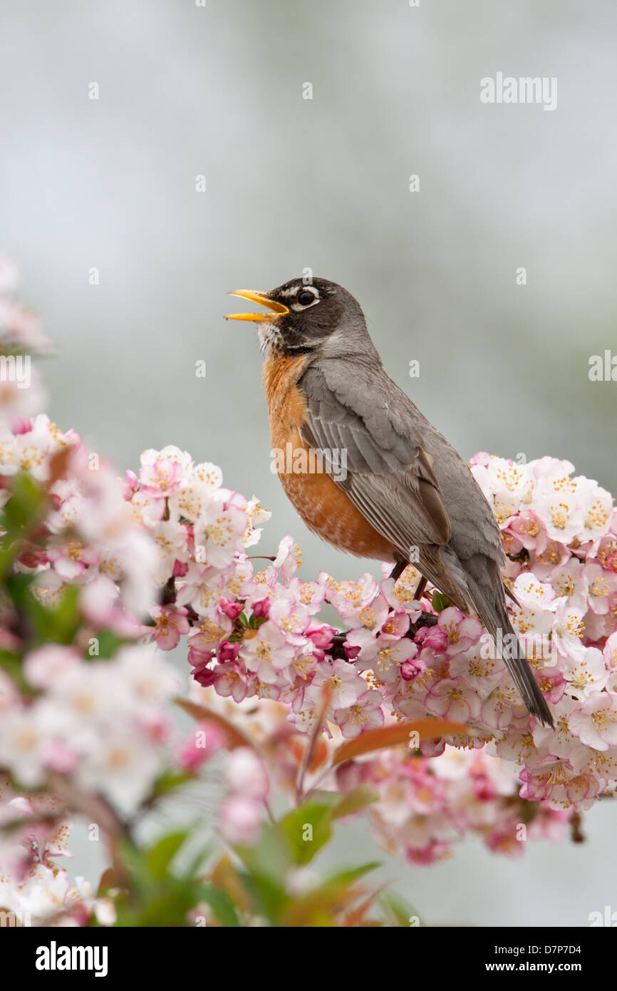 American Robin Singing in Crabapple Tree - vertical bird songbird ...