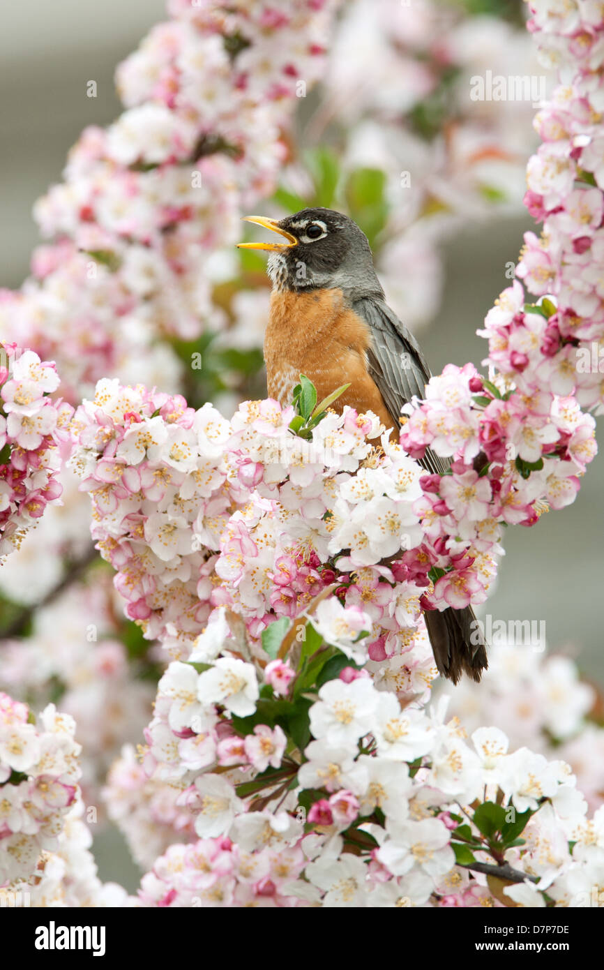 American Robin Singing in Crabapple Tree - vertical bird songbird ...