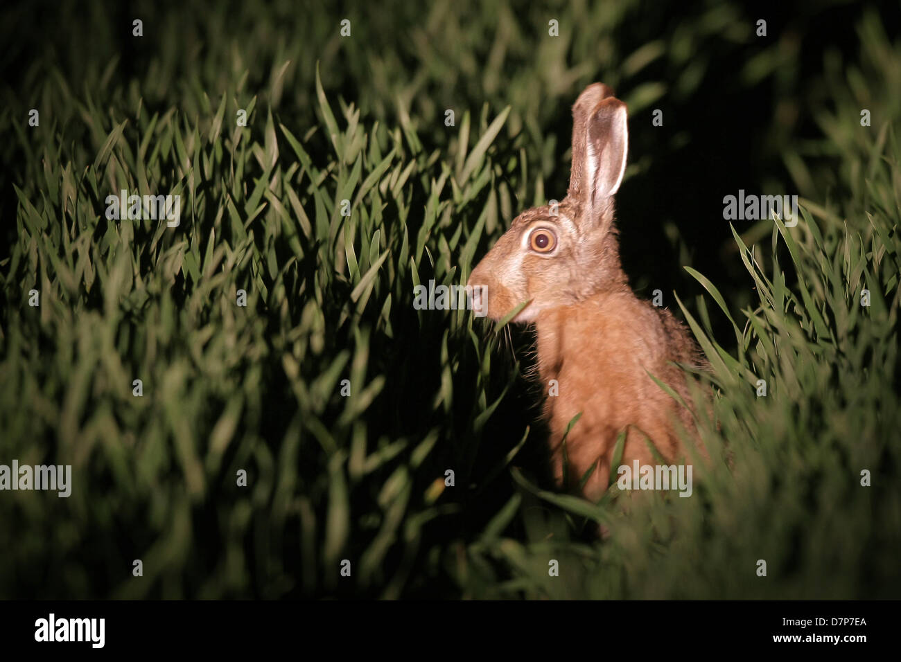 A hare hides in a field and is caught in the beam of light near ...