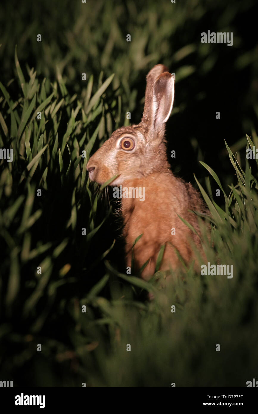 A hare hides in a field and is caught in the beam of headlight near ...