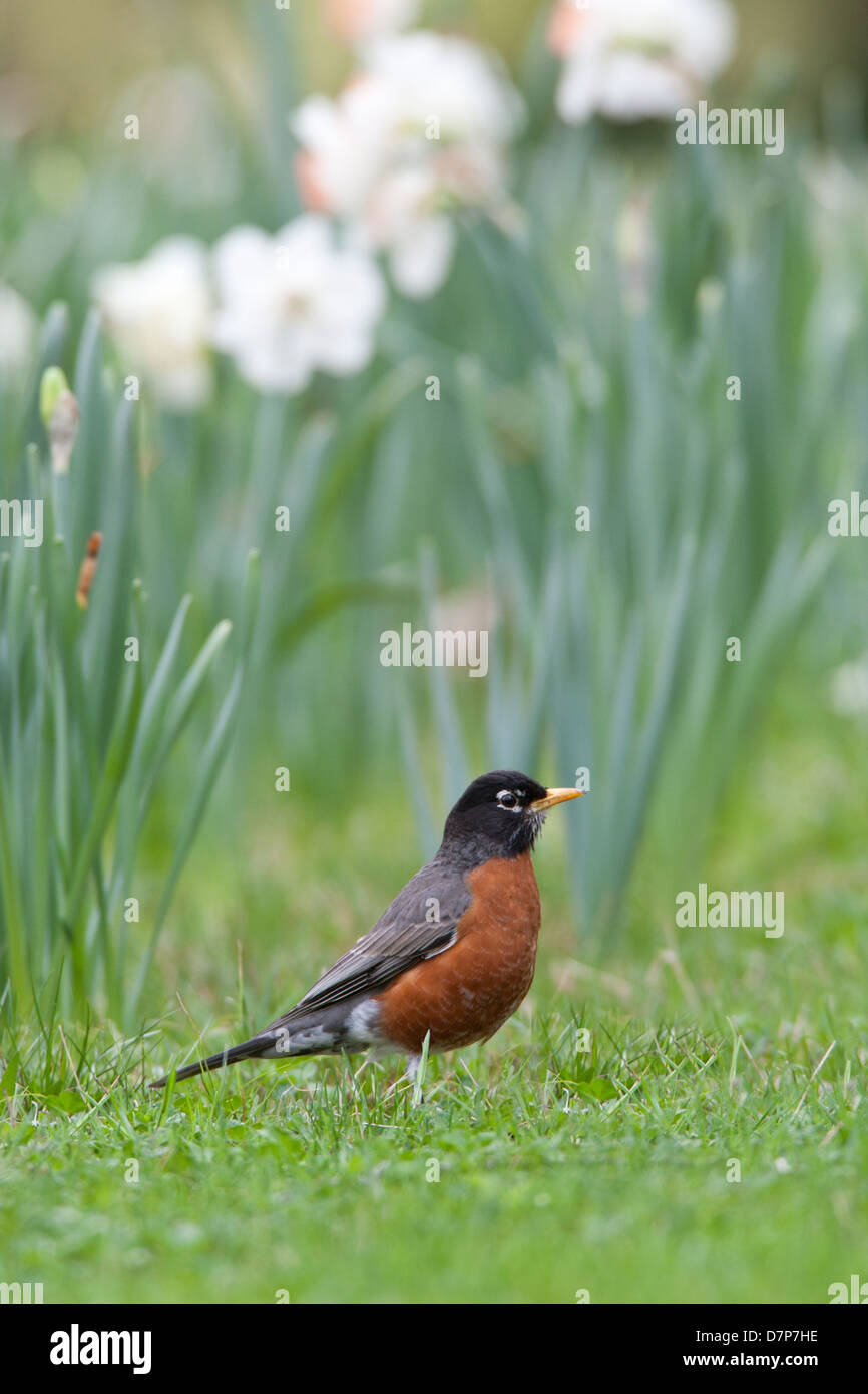 American Robin in Daffodils - vertical bird songbird Ornithology ...