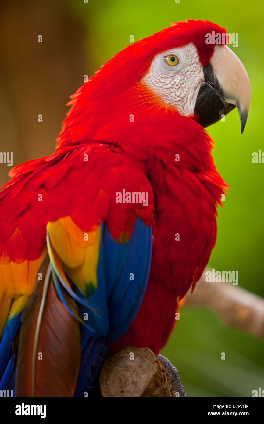Scarlet macaw ara macao parrot hi-res stock photography and images - Alamy