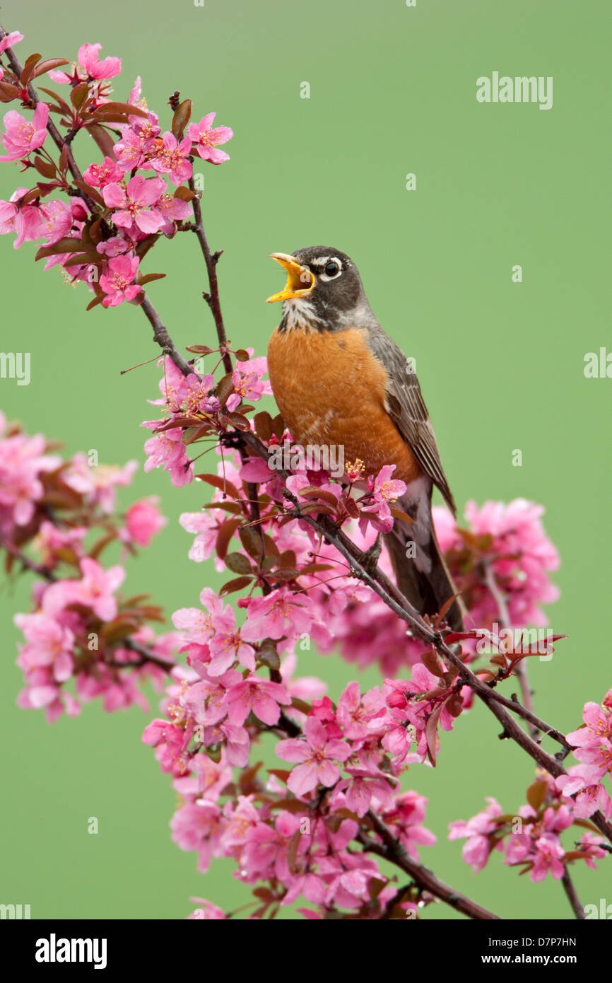 American Robin Singing in Crabapple Tree - vertical bird songbird ...