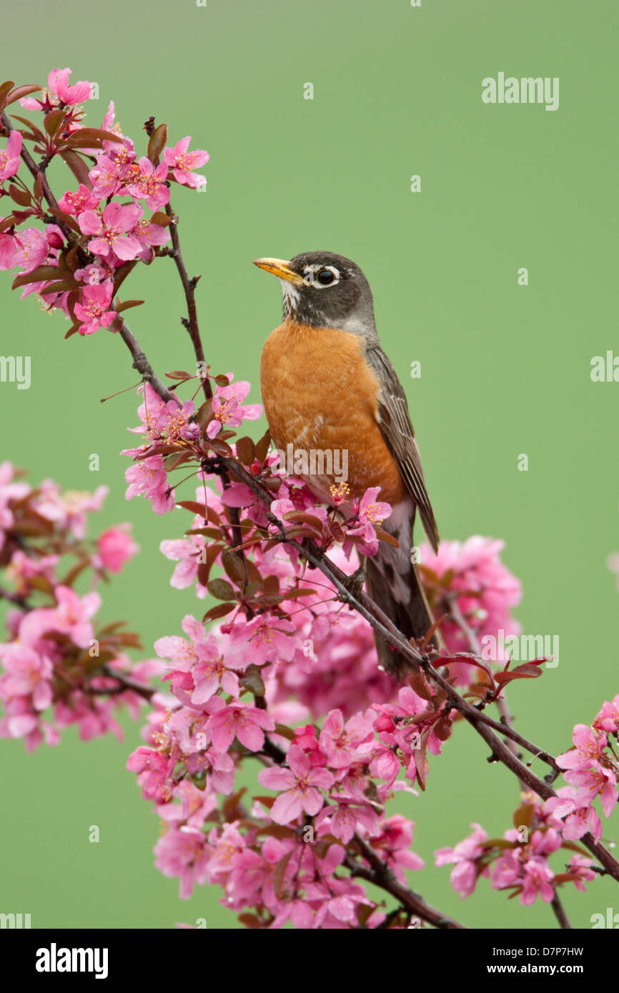 American Robin perching in Crabapple Flowers - vertical bird songbird ...