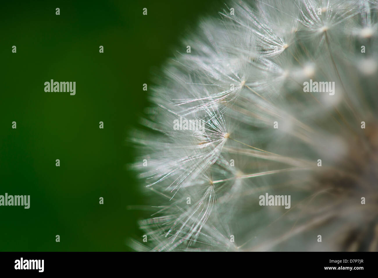 Dandelion seed detail hi-res stock photography and images - Alamy