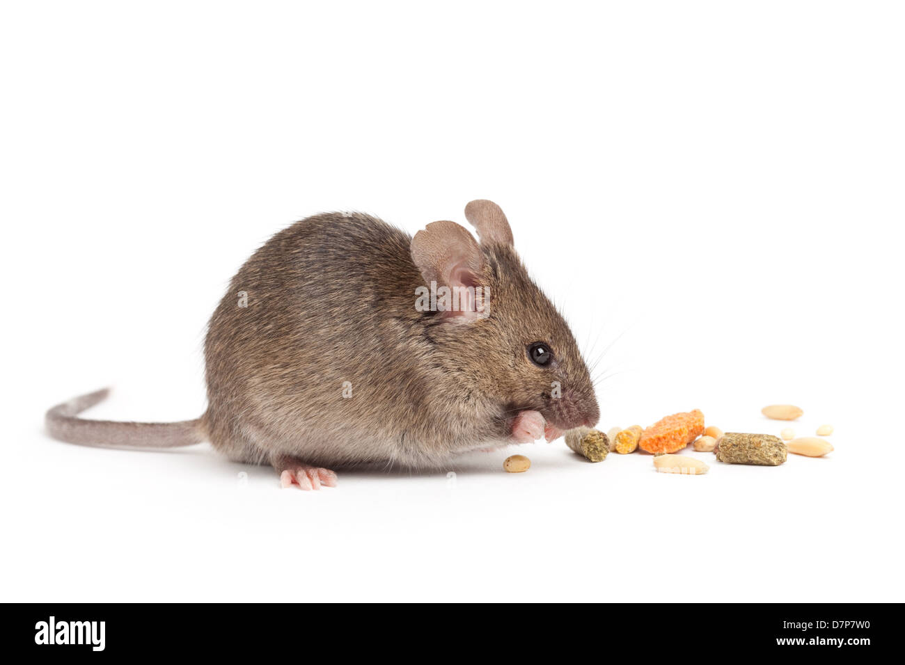 cute grey mouse eating isolated on white background Stock Photo - Alamy
