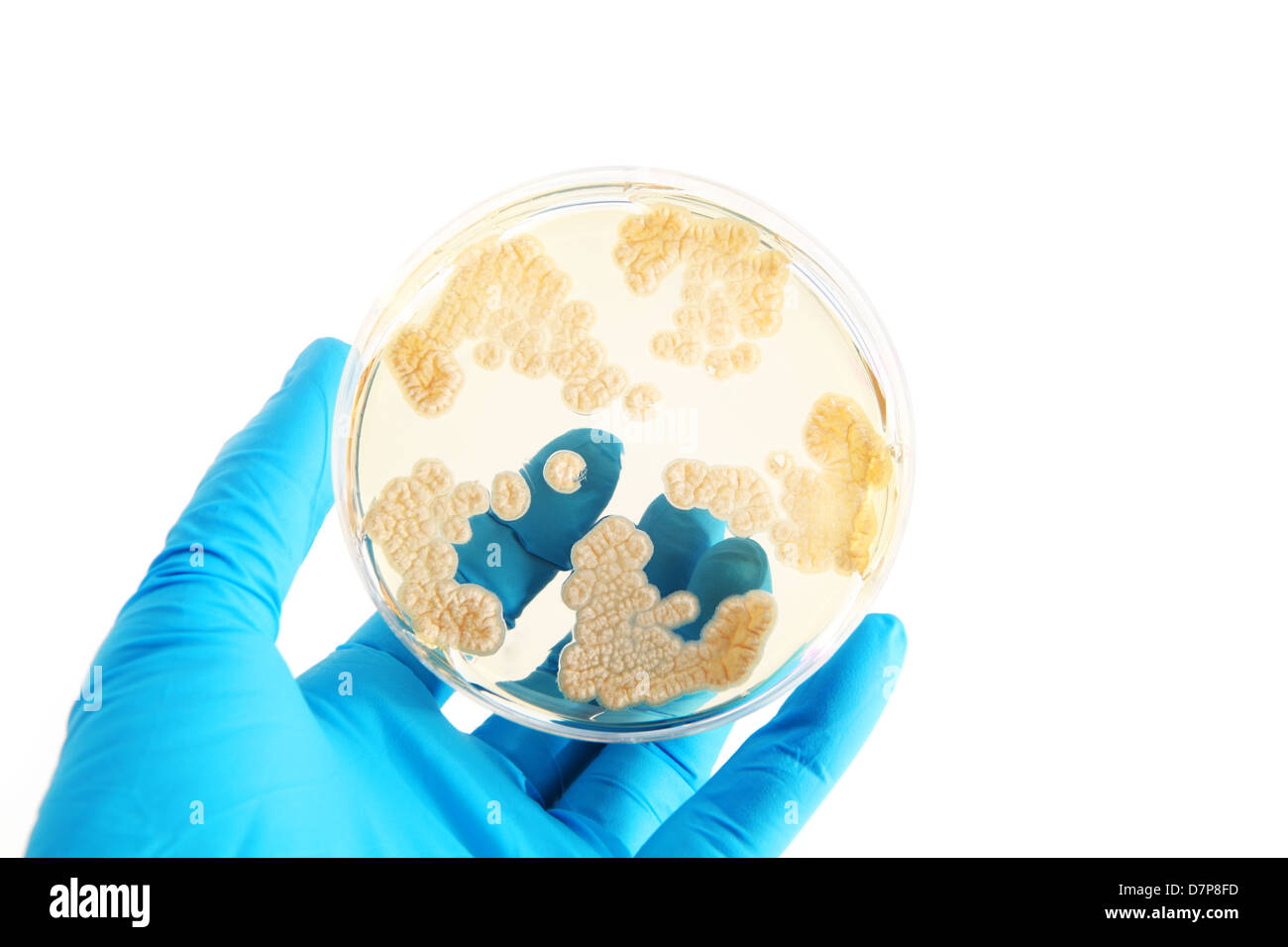 Agar plate antibiotic research hi-res stock photography and images - Alamy