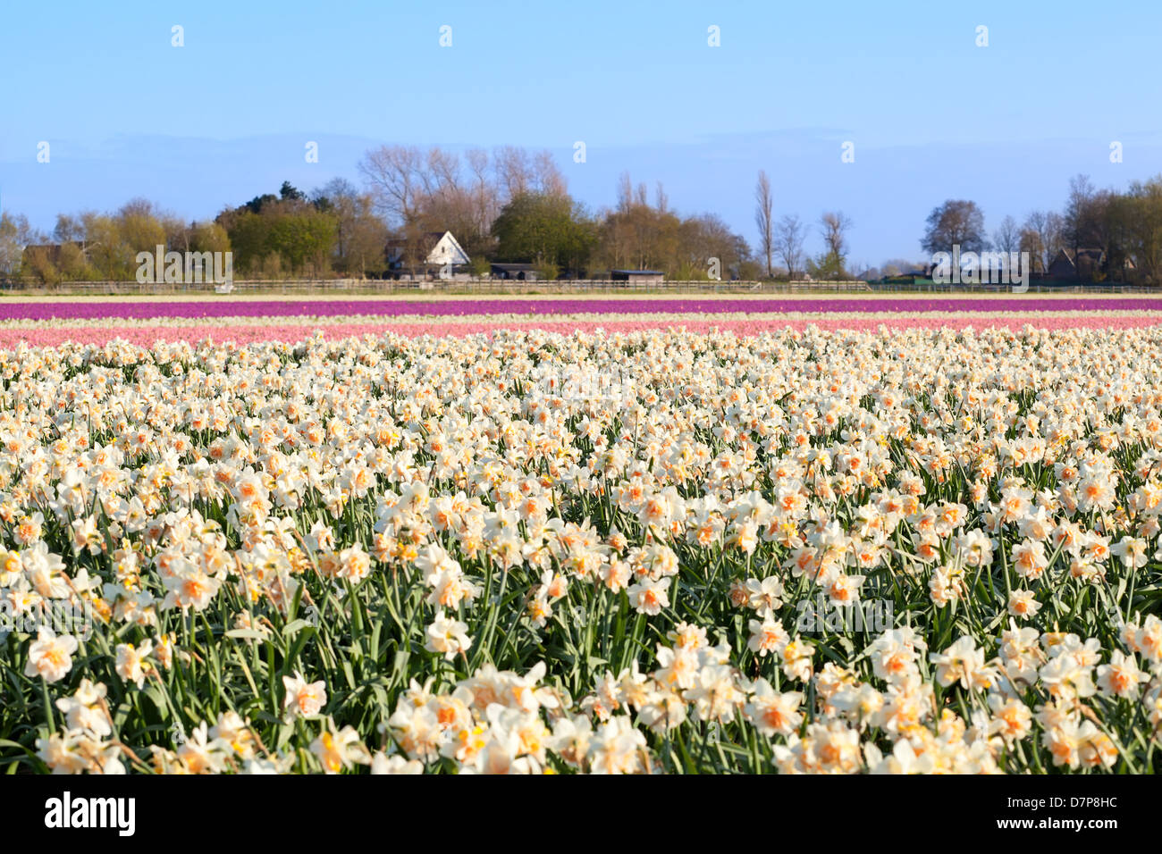 Dutch fields with many daffodils and hyacinths in spring sunny day ...