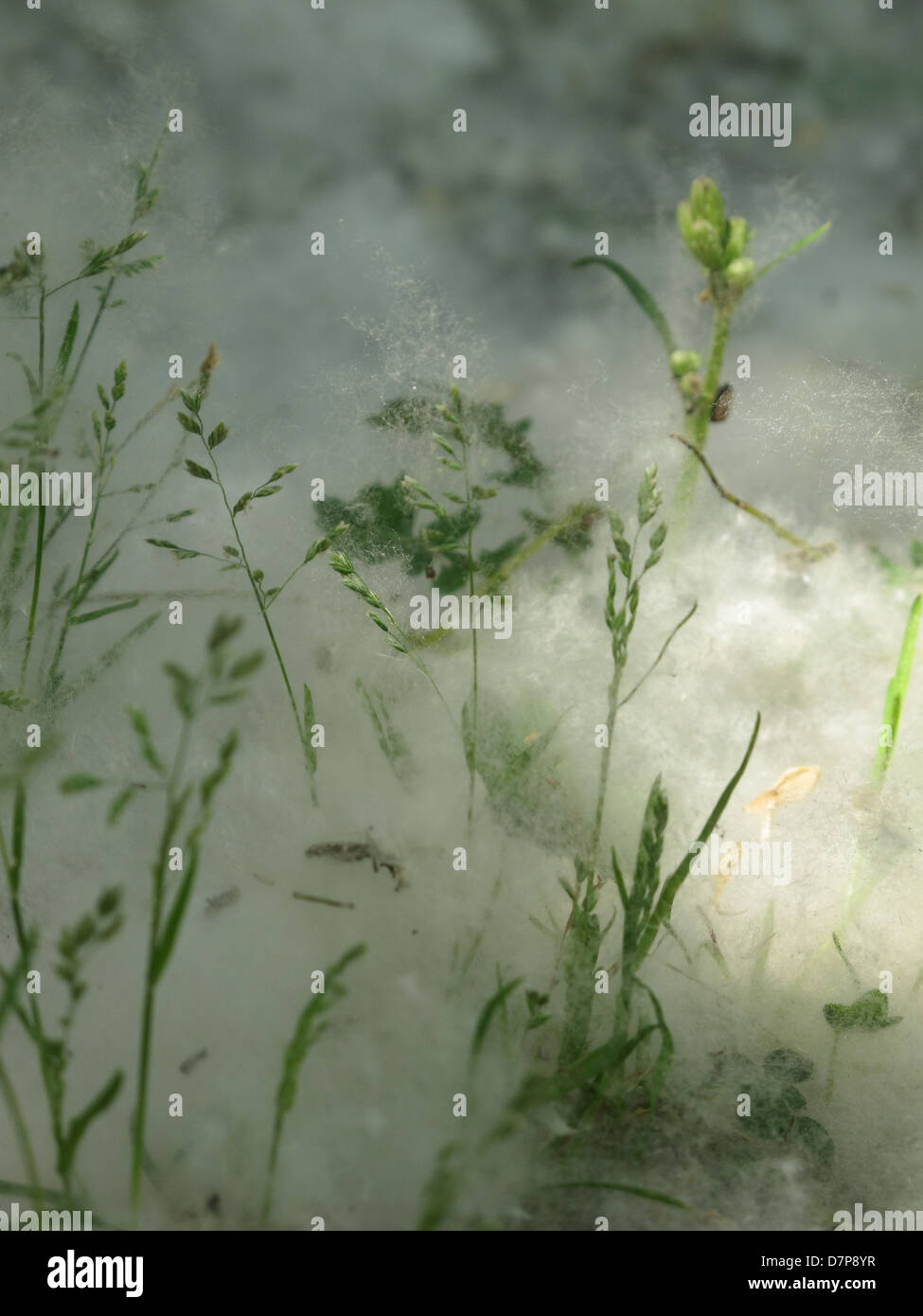 Seed analysis hi-res stock photography and images - Alamy