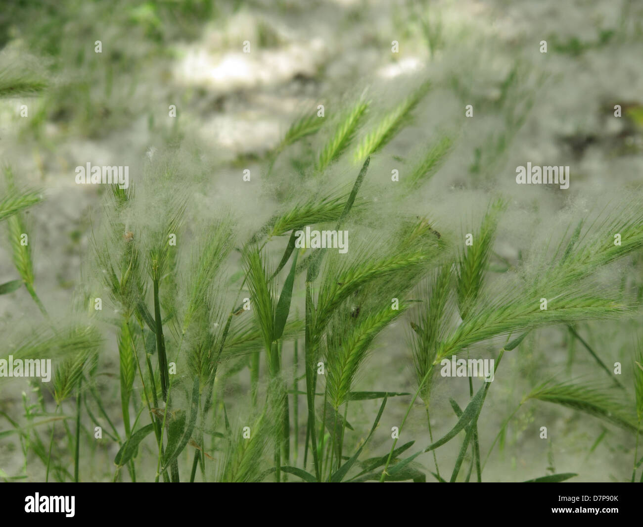 poplar deed responsible of allergy in a field of wild grass Stock Photo ...