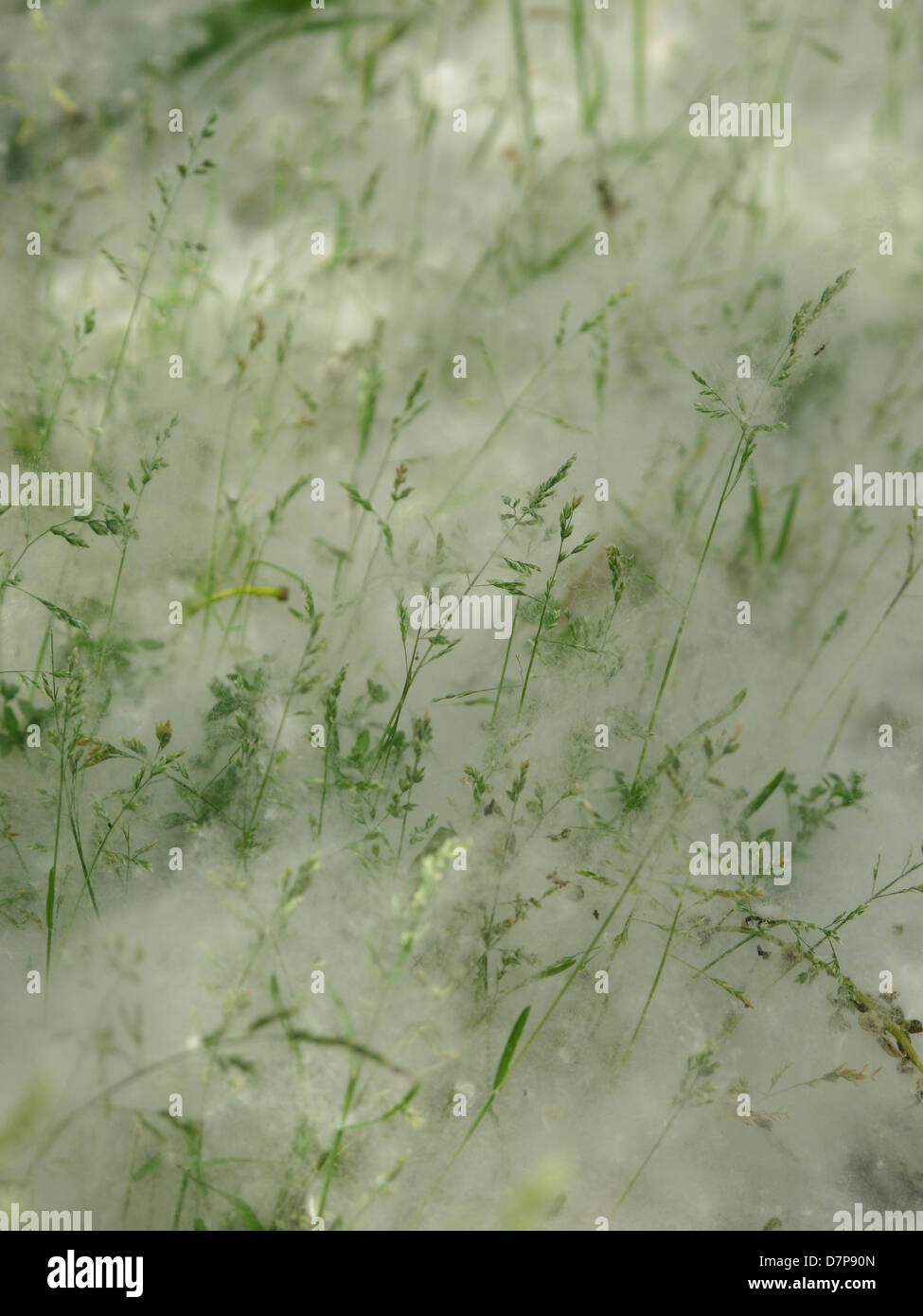 poplar deed responsible of allergy in a field of wild grass Stock Photo ...