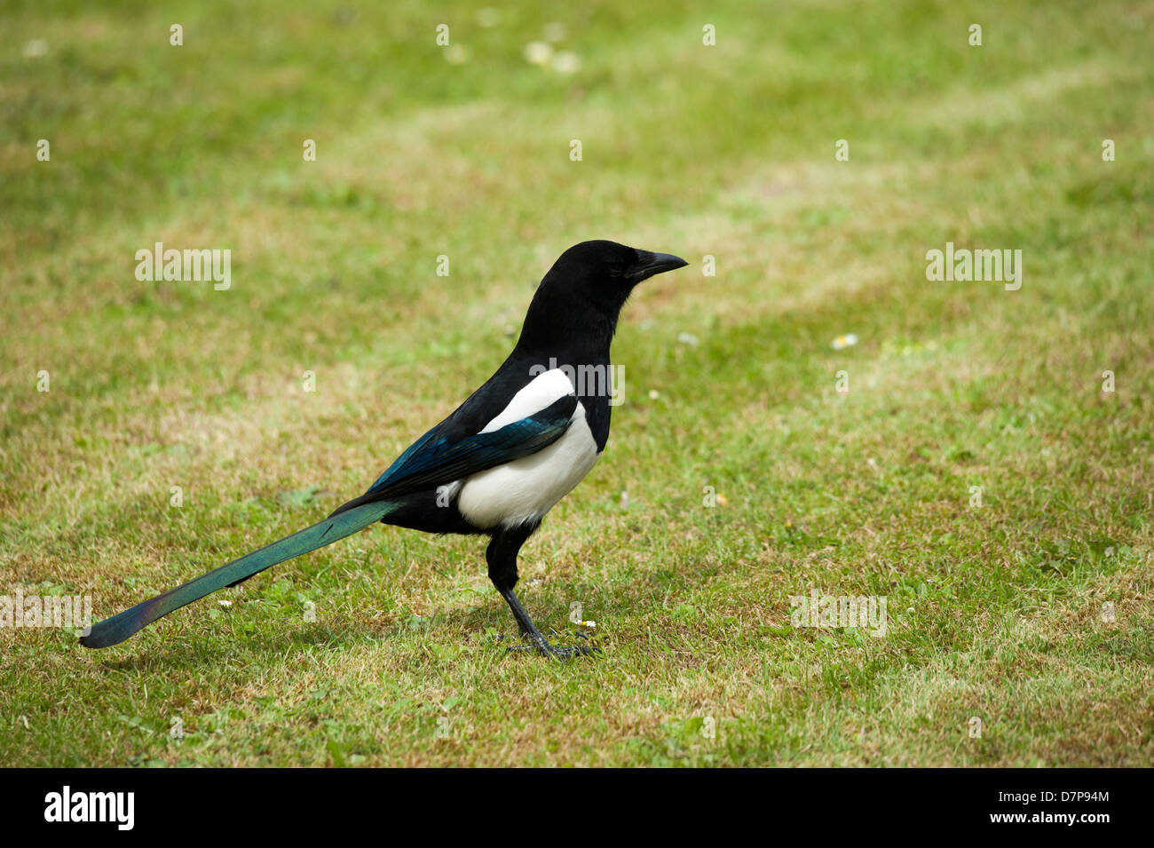 Magpie detail hi-res stock photography and images - Alamy