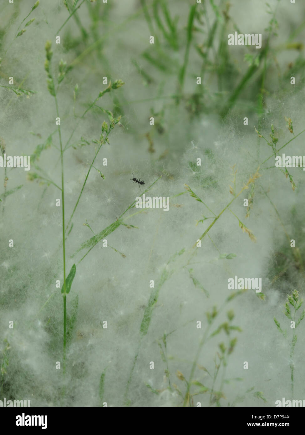 poplar deed responsible of allergy in a field of wild grass Stock Photo ...
