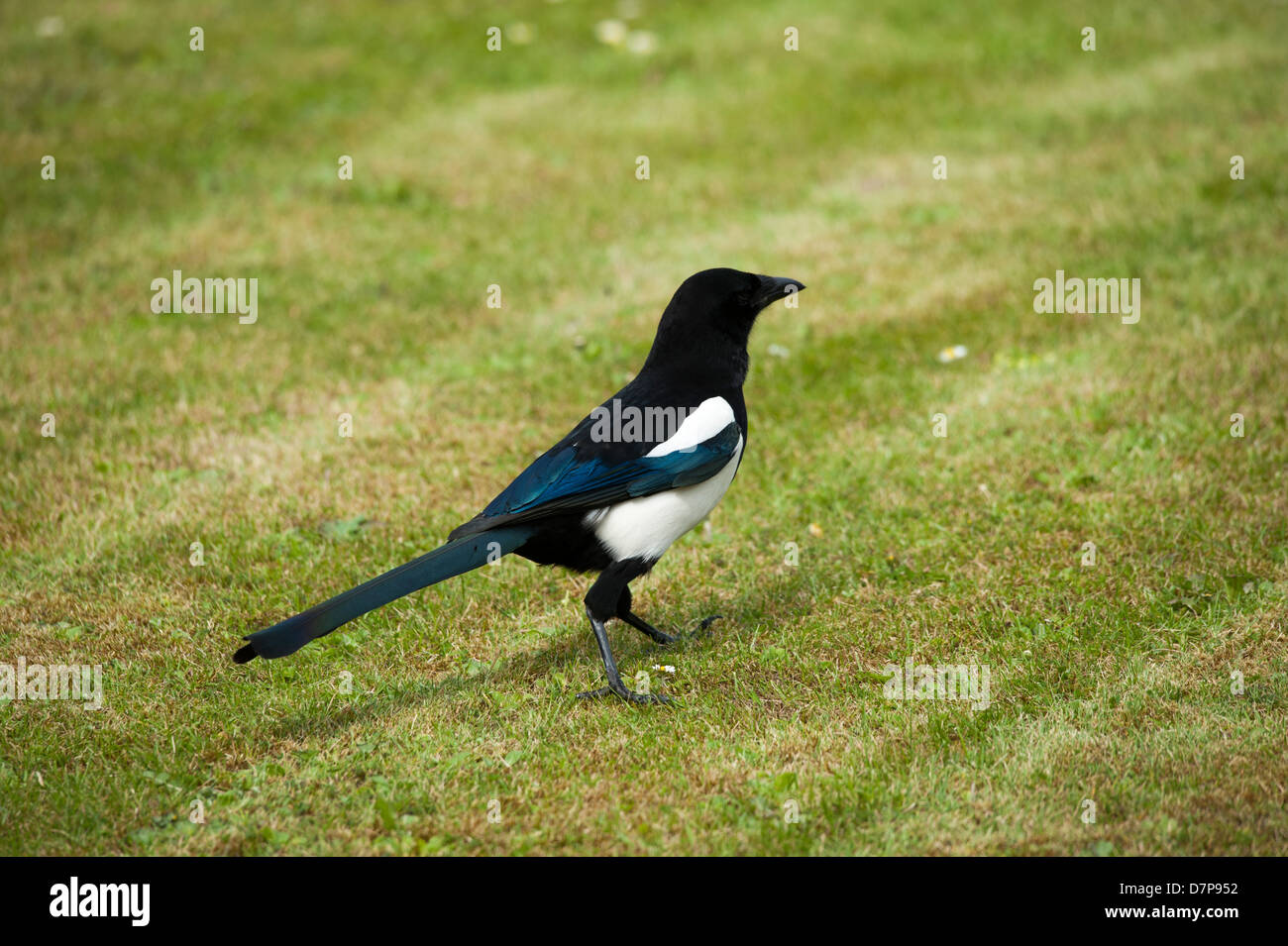 Magpie images hi-res stock photography and images - Alamy