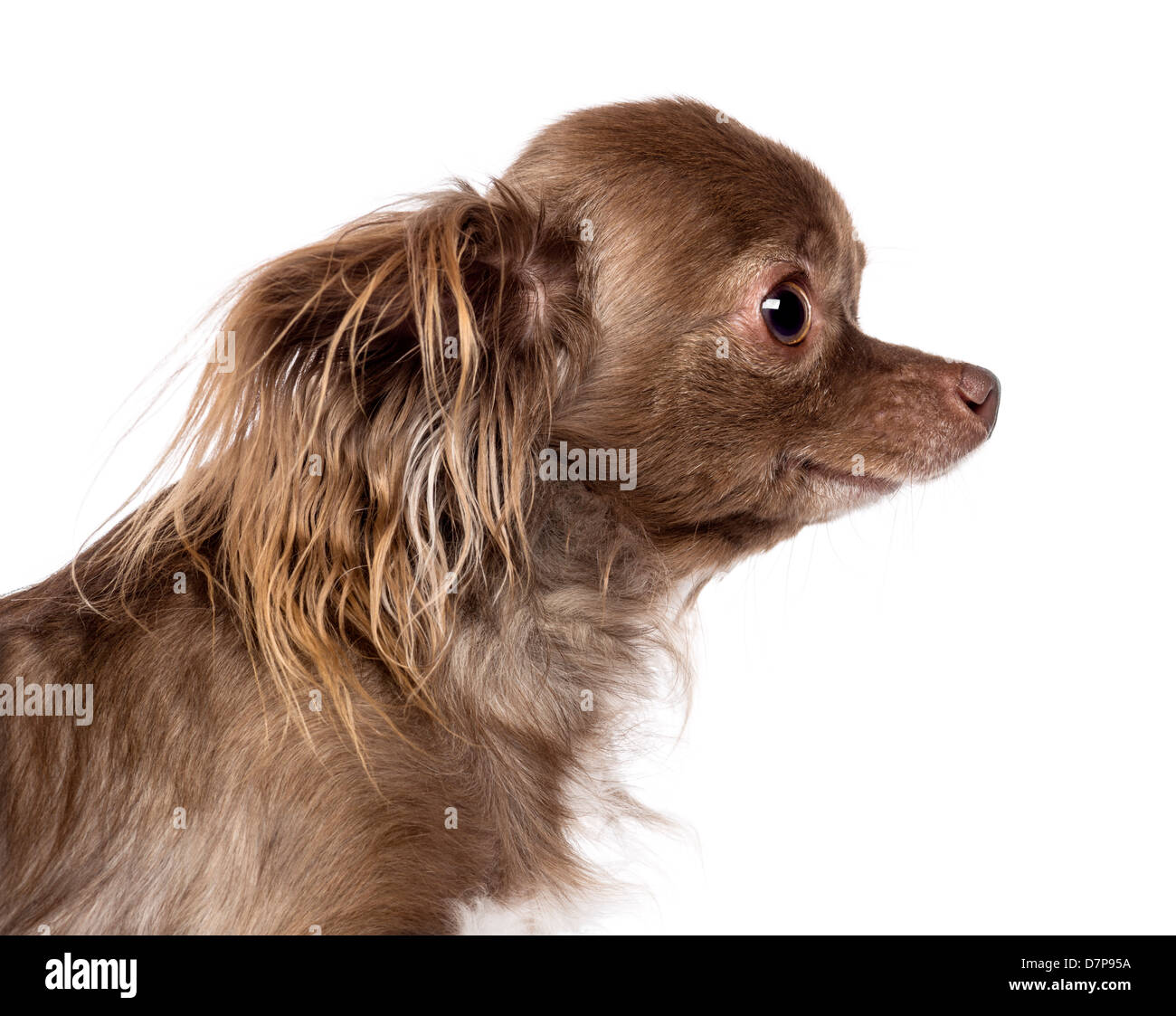 Dog Face Profile View