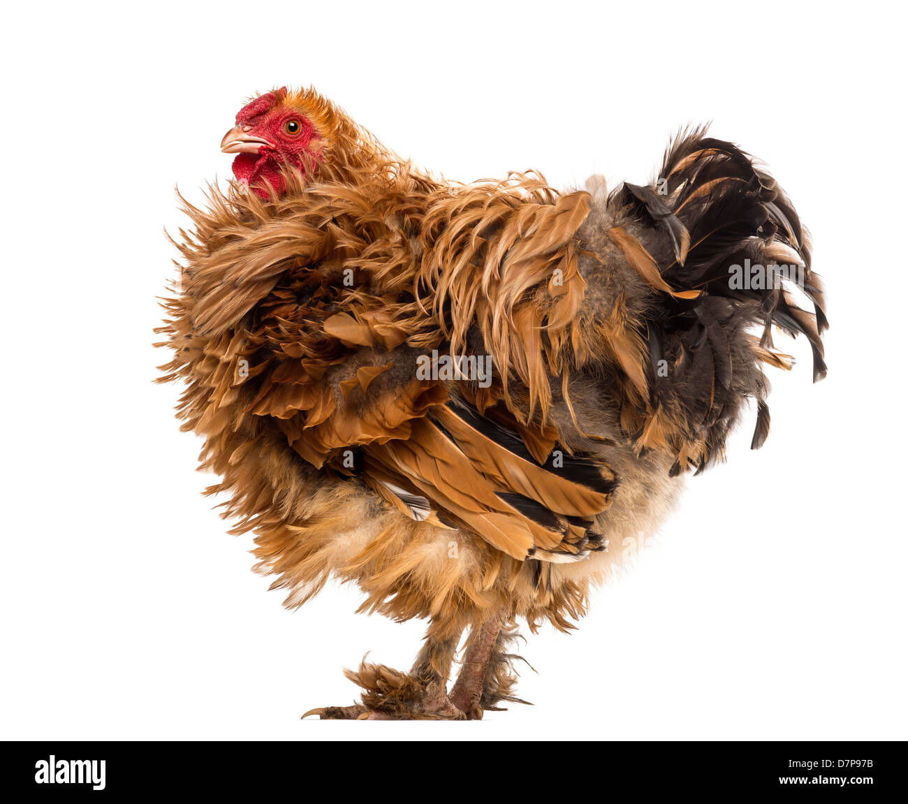 Wyandotte rooster hi-res stock photography and images - Alamy