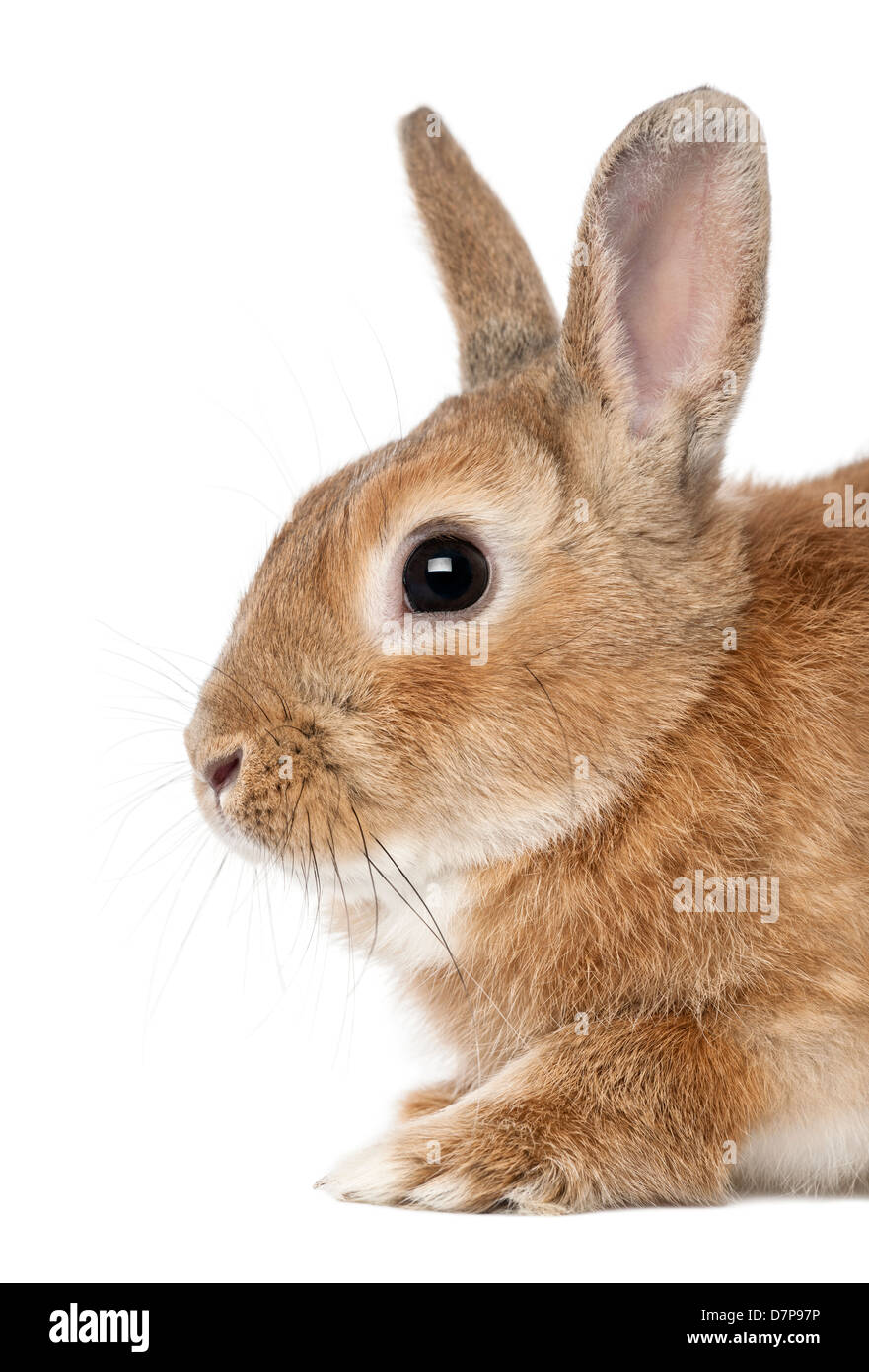 Rabbit lying hi-res stock photography and images - Alamy