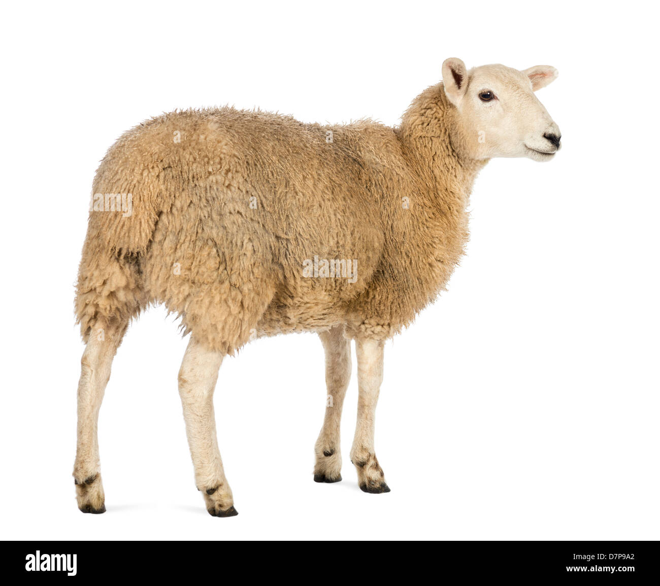 Rear view of sheep Cut Out Stock Images & Pictures - Alamy